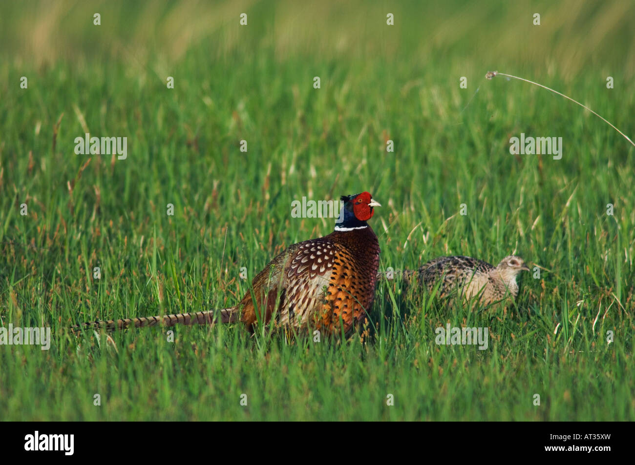 Ring-necked Pheasant Phasianus colchicus pair National Park Lake ...