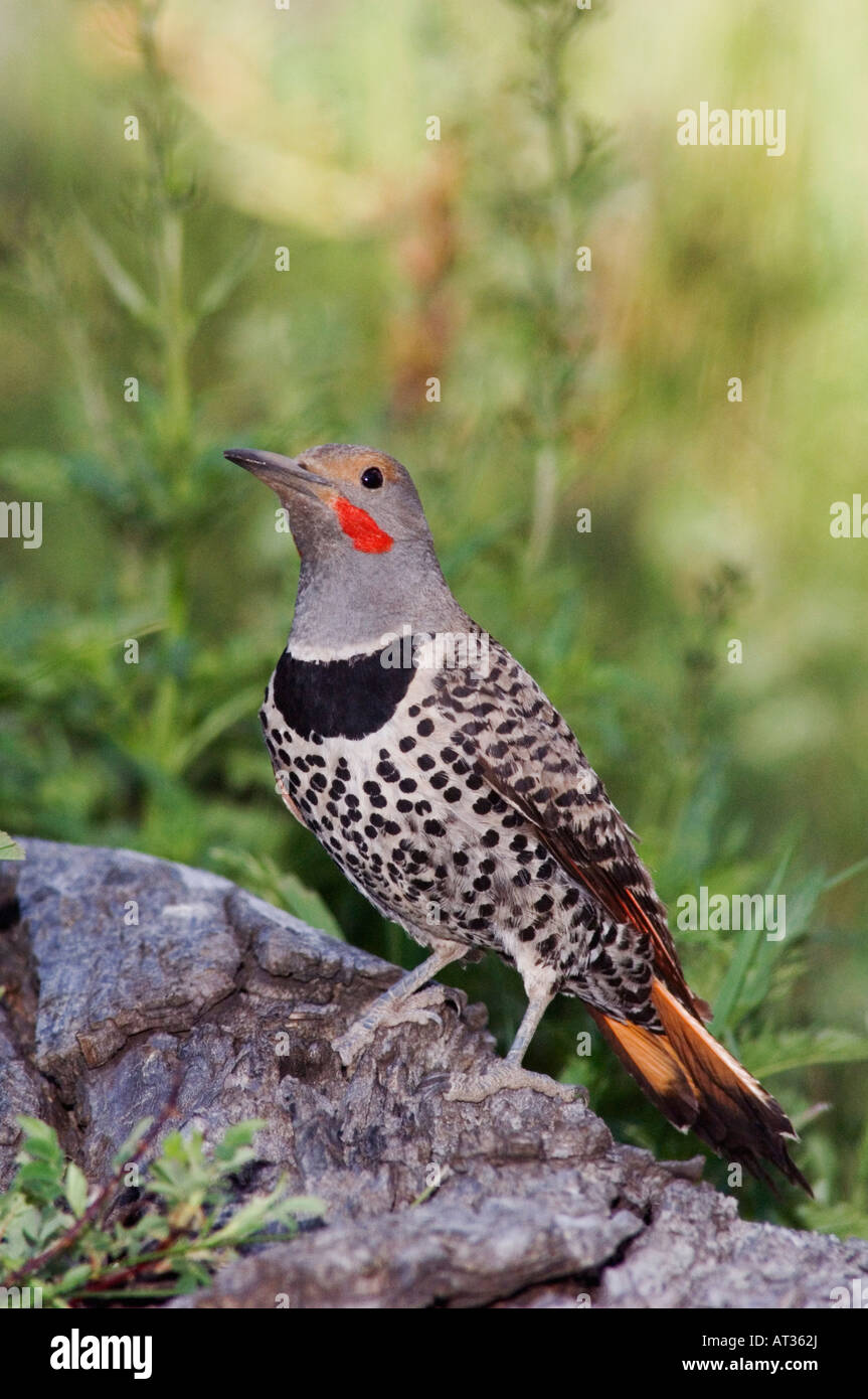 Northern Flicker Colaptes auratus Red shafted form male perched Rocky ...
