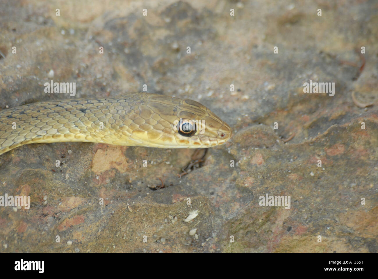 Rock snake hi-res stock photography and images - Alamy