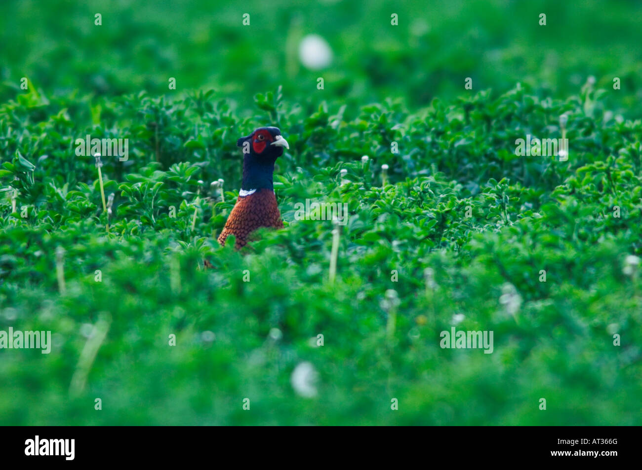 Ring necked pheasants hi-res stock photography and images - Alamy