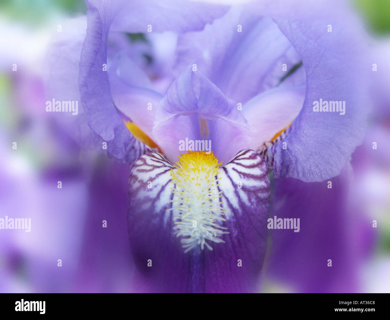Deutsche iris hi-res stock photography and images - Alamy