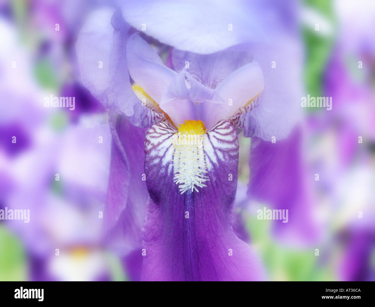 LILY IRIDACEAE Iris germanica L deutsche schwertlilie lilie lilly lili ...