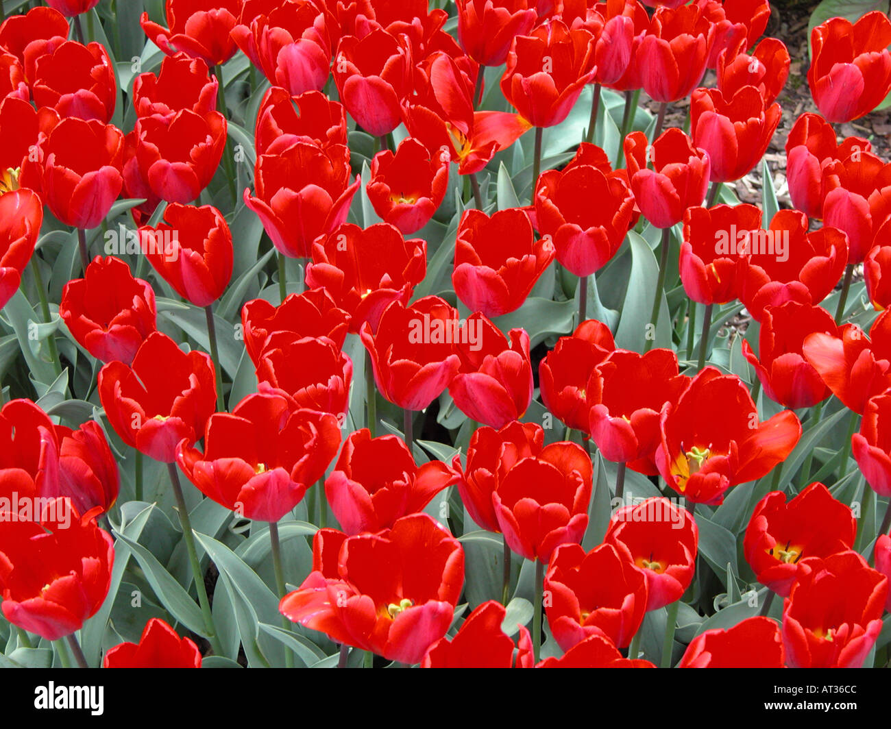 Flaming field of red hi-res stock photography and images - Alamy