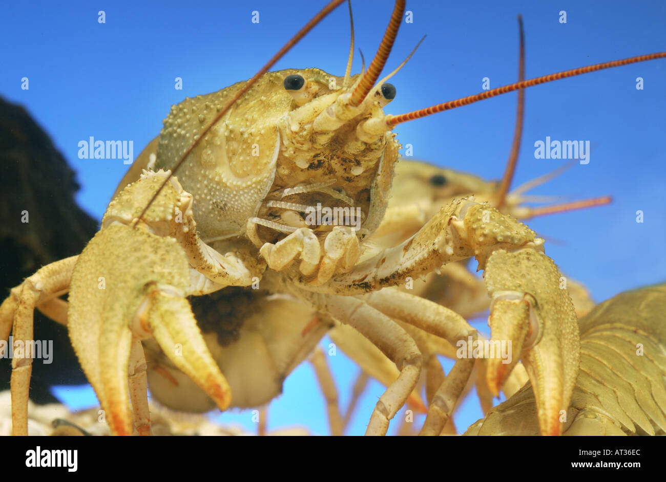 freshwater living crayfish crawfish Flusskrebs Astacus Orconectes ...