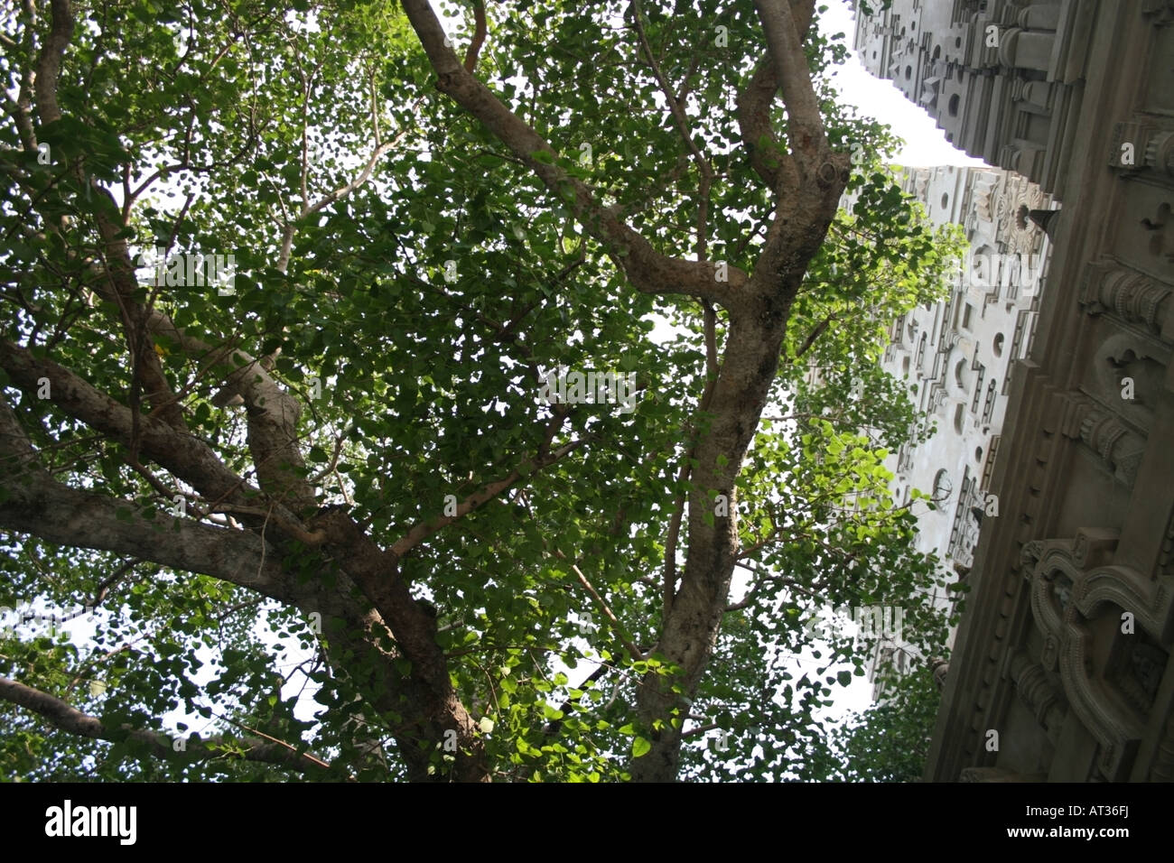 Bodhi ( Ficus Religiosa ) Tree Mahabodhi , where Buddha reached ...