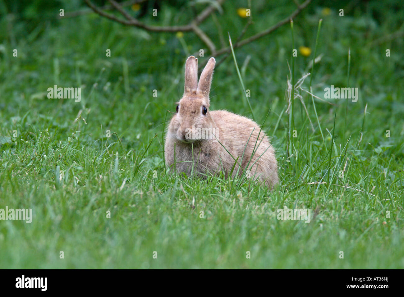 Fawn colour hi-res stock photography and images - Alamy