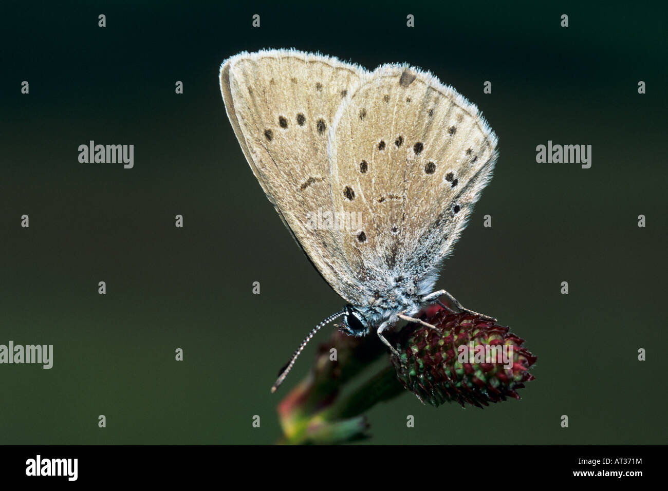 Maculinea teleius hi-res stock photography and images - Alamy