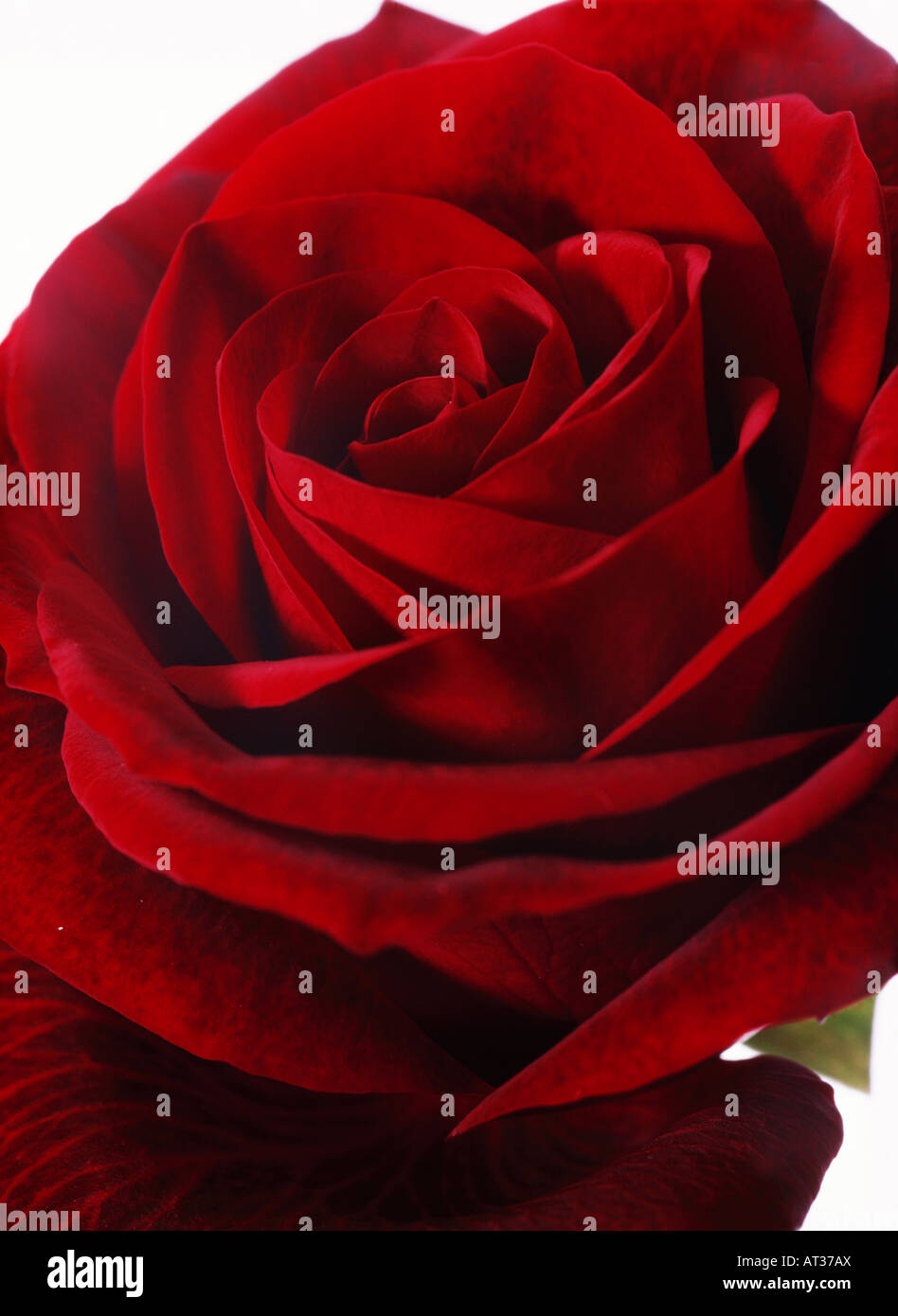 A red rose, close up Stock Photo - Alamy