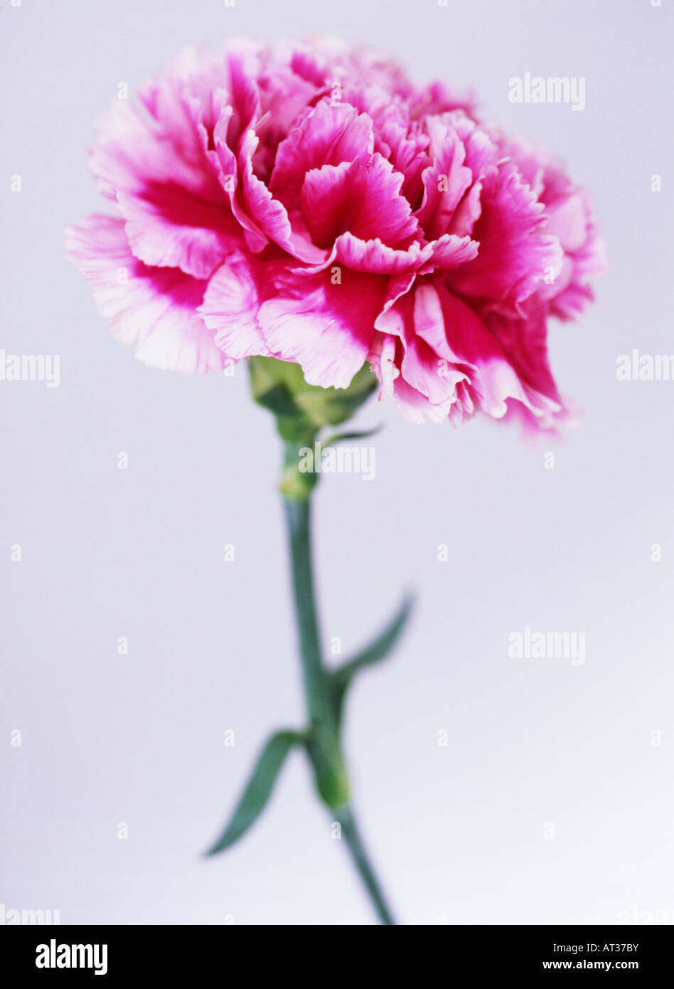 A pink carnation flower Stock Photo - Alamy
