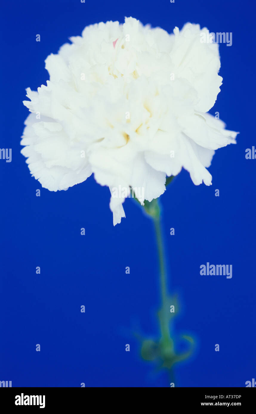A white carnation flower Stock Photo - Alamy