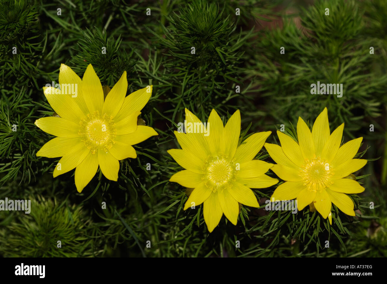 Spring Pheasant's Eye Adonis vernalis blossom National Park Lake ...