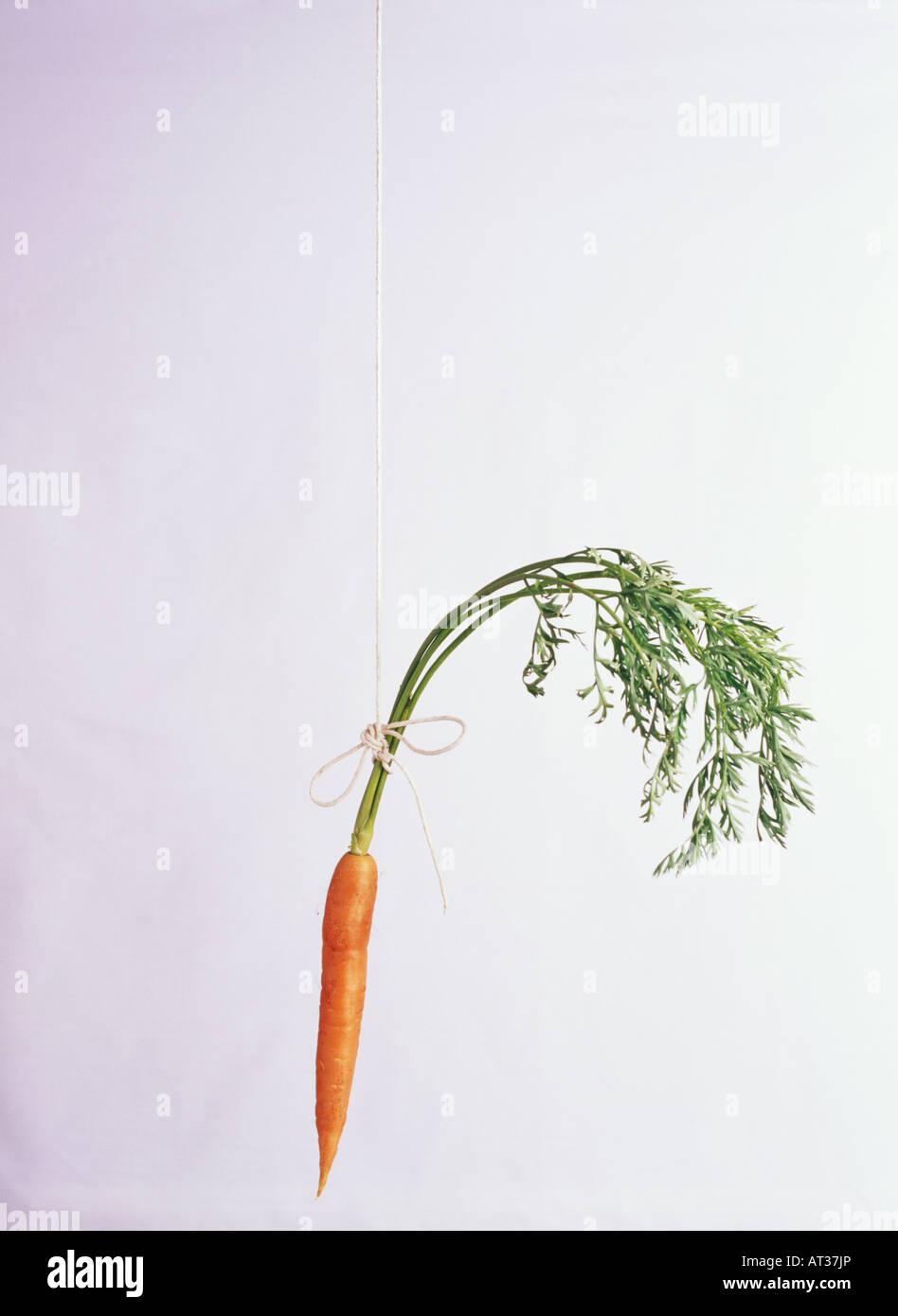 A carrot dangling on a string Stock Photo - Alamy