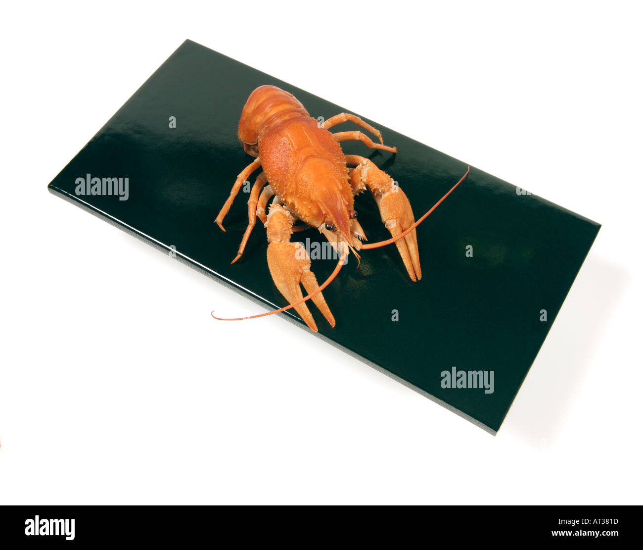 freshwater prepared crayfish crawfish Flusskrebs Astacus Orconectes ...