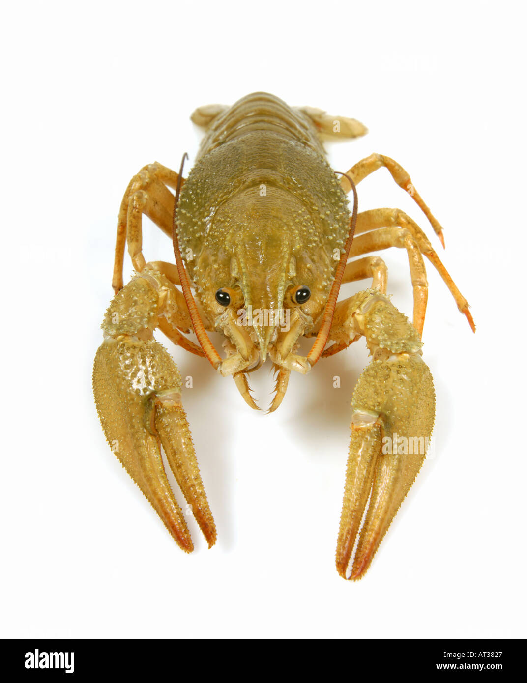 Orconectes virilis hi-res stock photography and images - Alamy