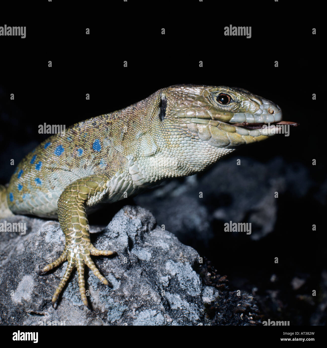 lezard ocell Perleidechse Ocellated Lizard Ocellated Green Lizard Eyed Lizard Jewelled Lizard ...