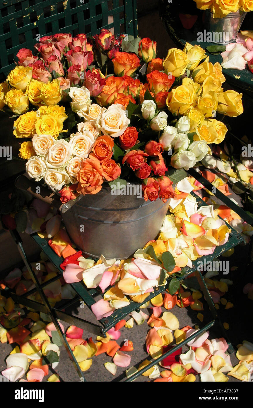 Glorious roses hi-res stock photography and images - Alamy