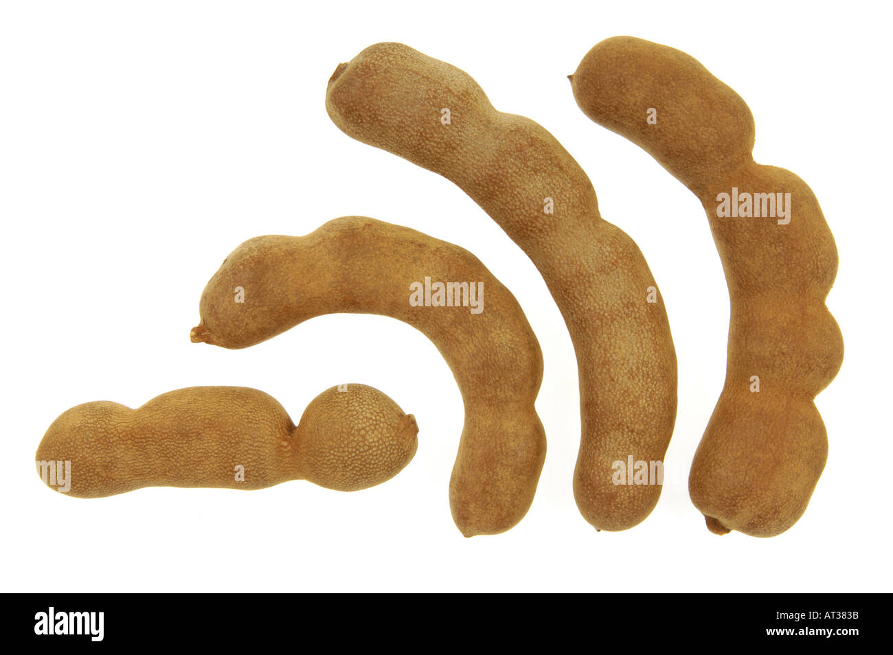 TAMARIND FRUIT Tamarindus indica L Leguminosae Fabaceae Tamarindo ...