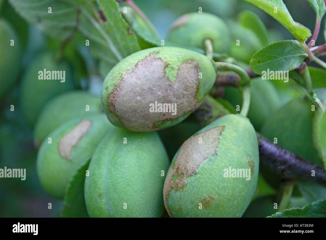PRUNUS SCAB FUSICLADIUM CARPOPHILUM ON GROWING PLUMS Stock Photo - Alamy