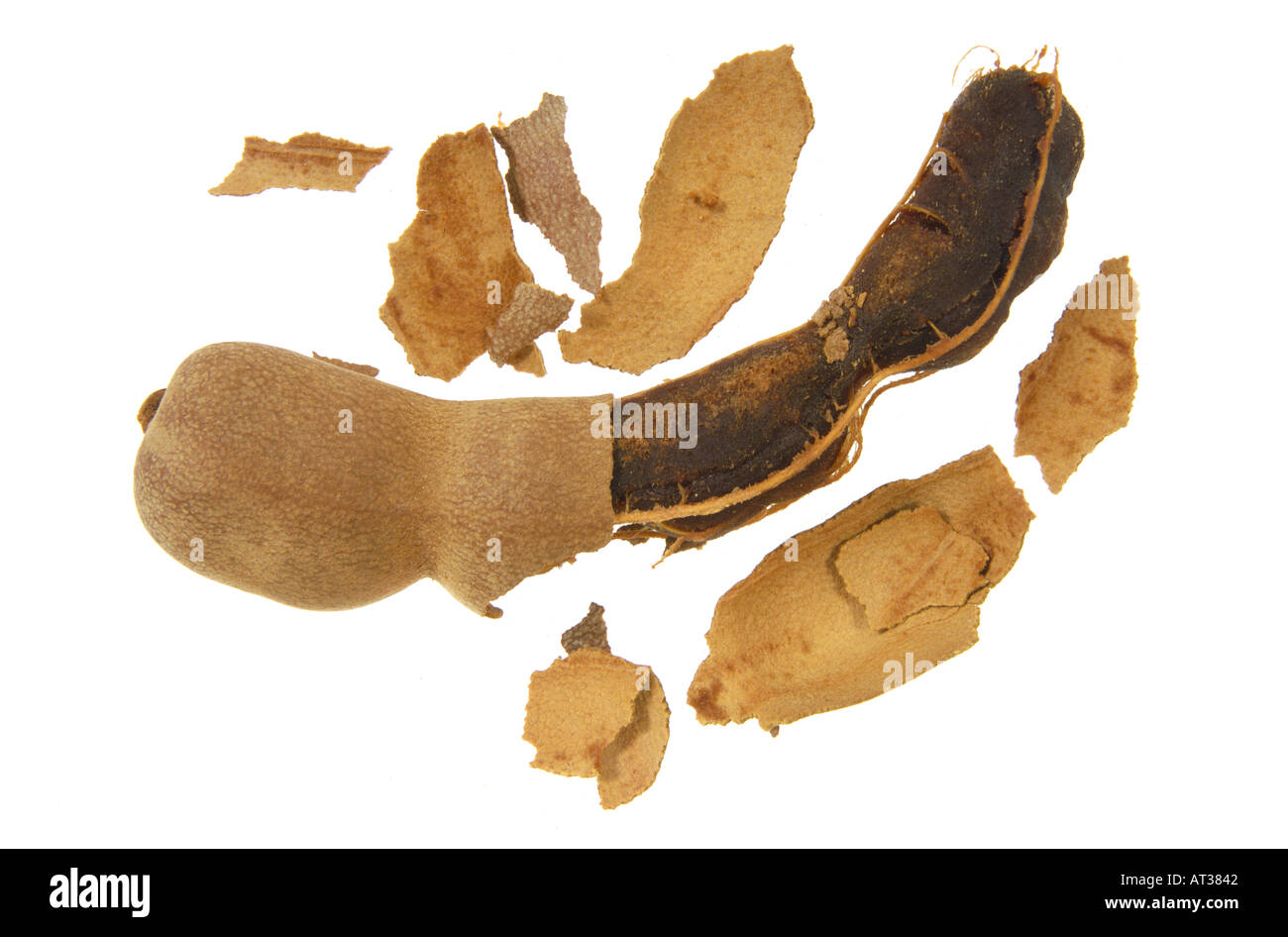 TAMARIND FRUIT Tamarindus indica L Leguminosae Fabaceae Tamarindo ...