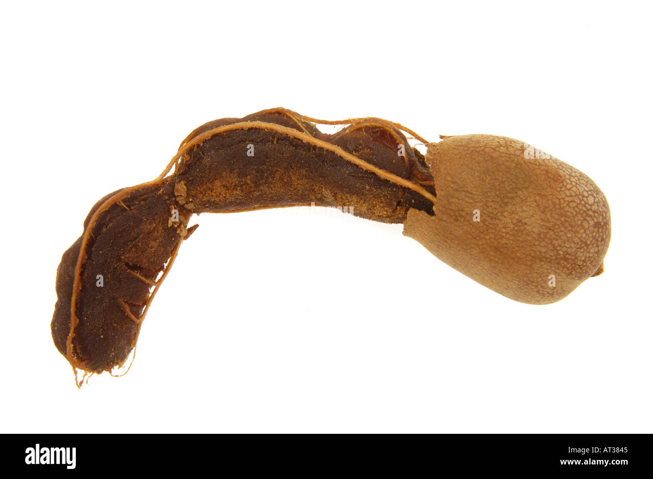 TAMARIND FRUIT Tamarindus indica L Leguminosae Fabaceae Tamarindo ...