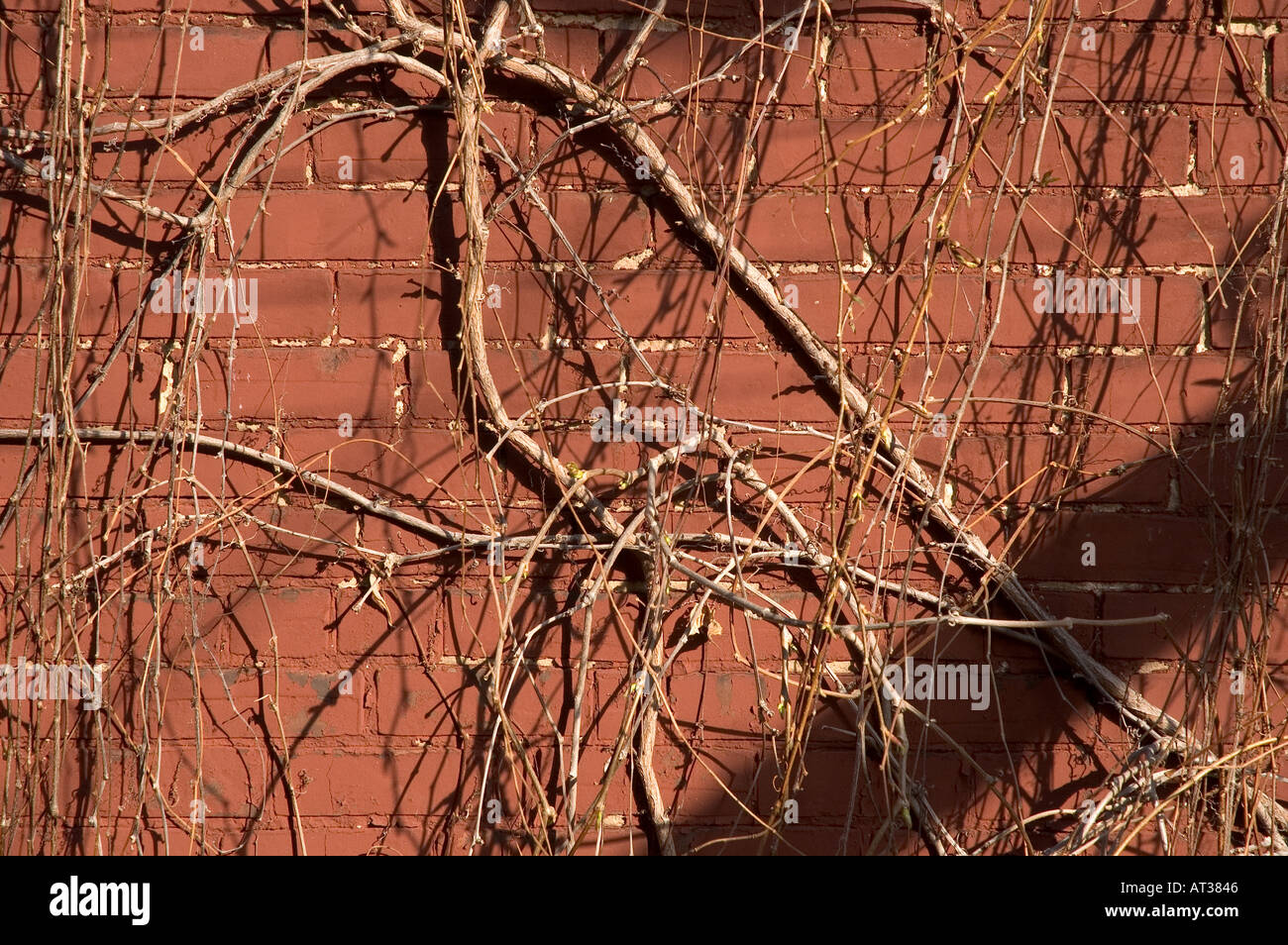 A vine at spring time Stock Photo - Alamy