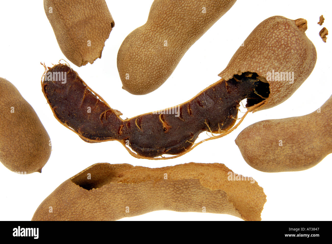 TAMARIND FRUIT Tamarindus indica L Leguminosae Fabaceae Tamarindo ...