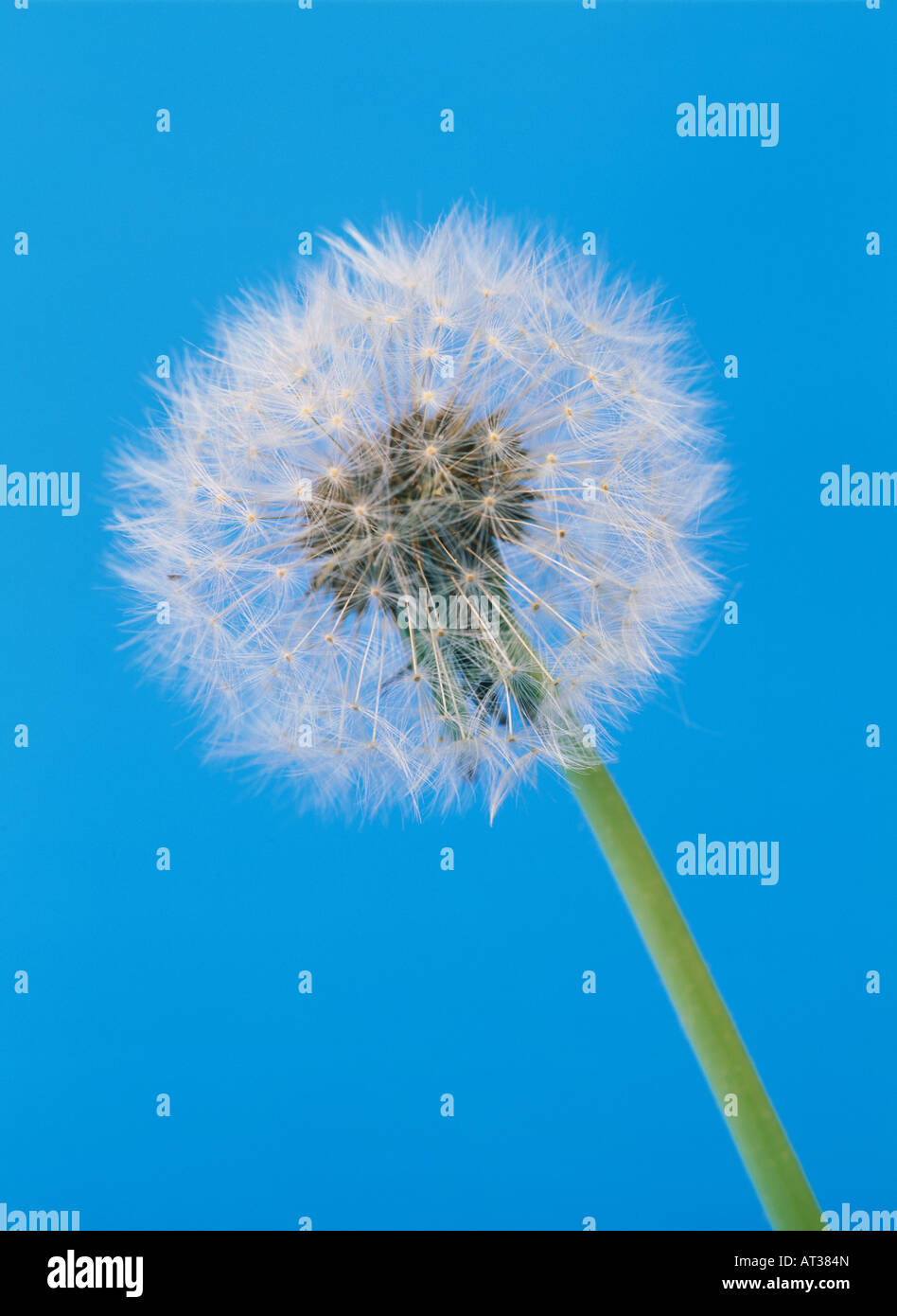 A dandelion clock Stock Photo - Alamy