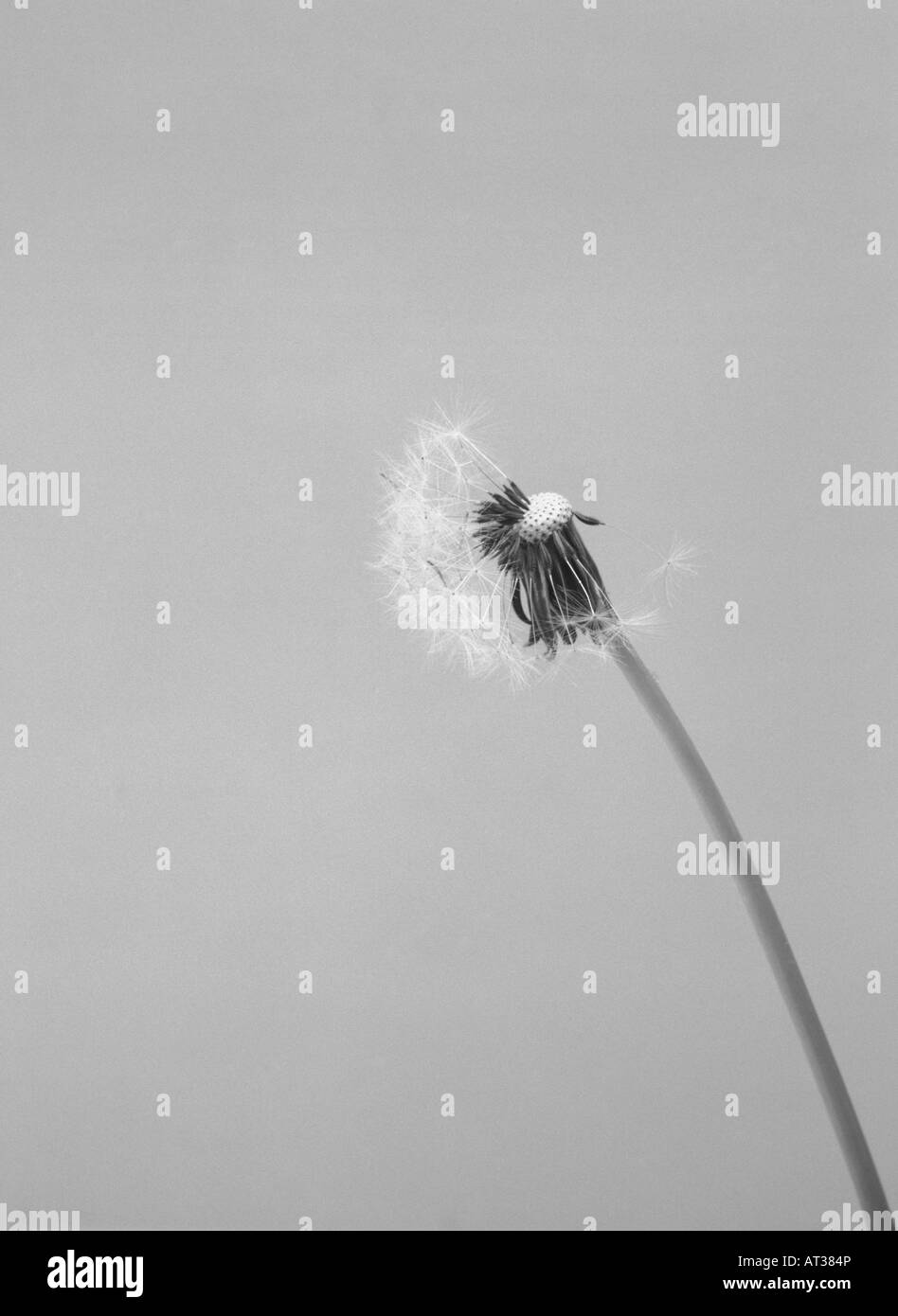 Images of plant seeds Black and White Stock Photos & Images - Alamy