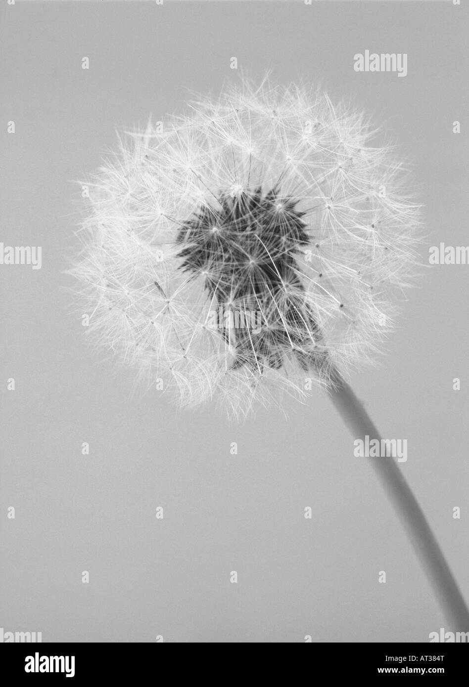 A dandelion clock Stock Photo - Alamy