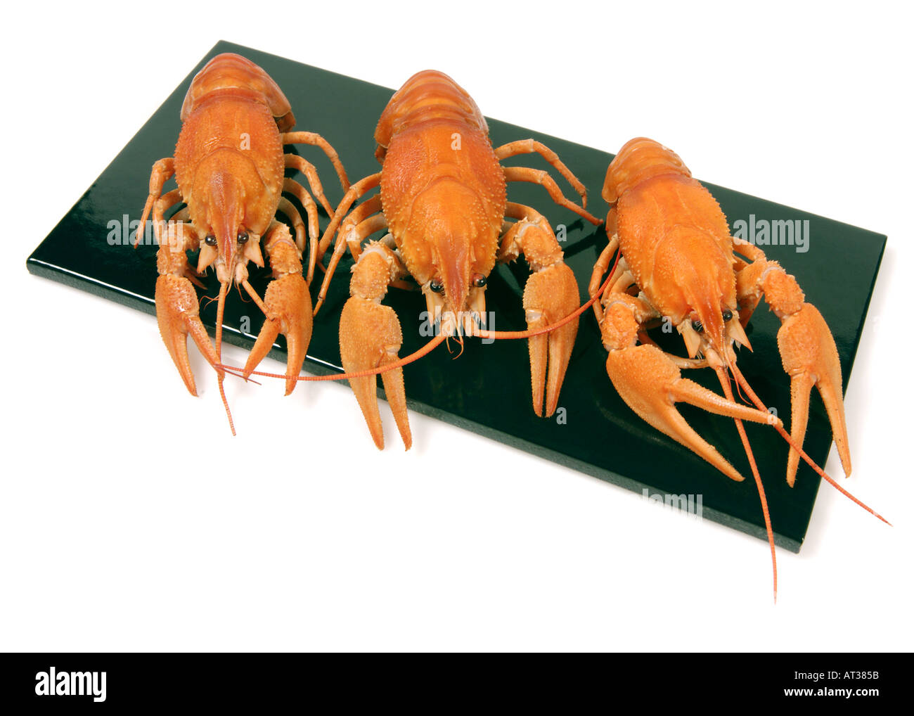 3 three freshwater prepared crayfish crawfish Flusskrebs Astacus ...