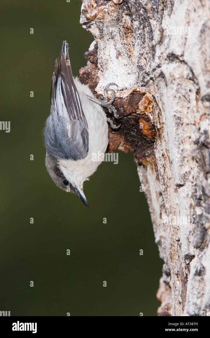 Pygmy Nuthatch Sitta pygmaea adult climbing on pine tree Rocky Mountain ...