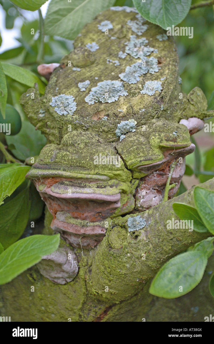 Heart rot fungus hi-res stock photography and images - Alamy