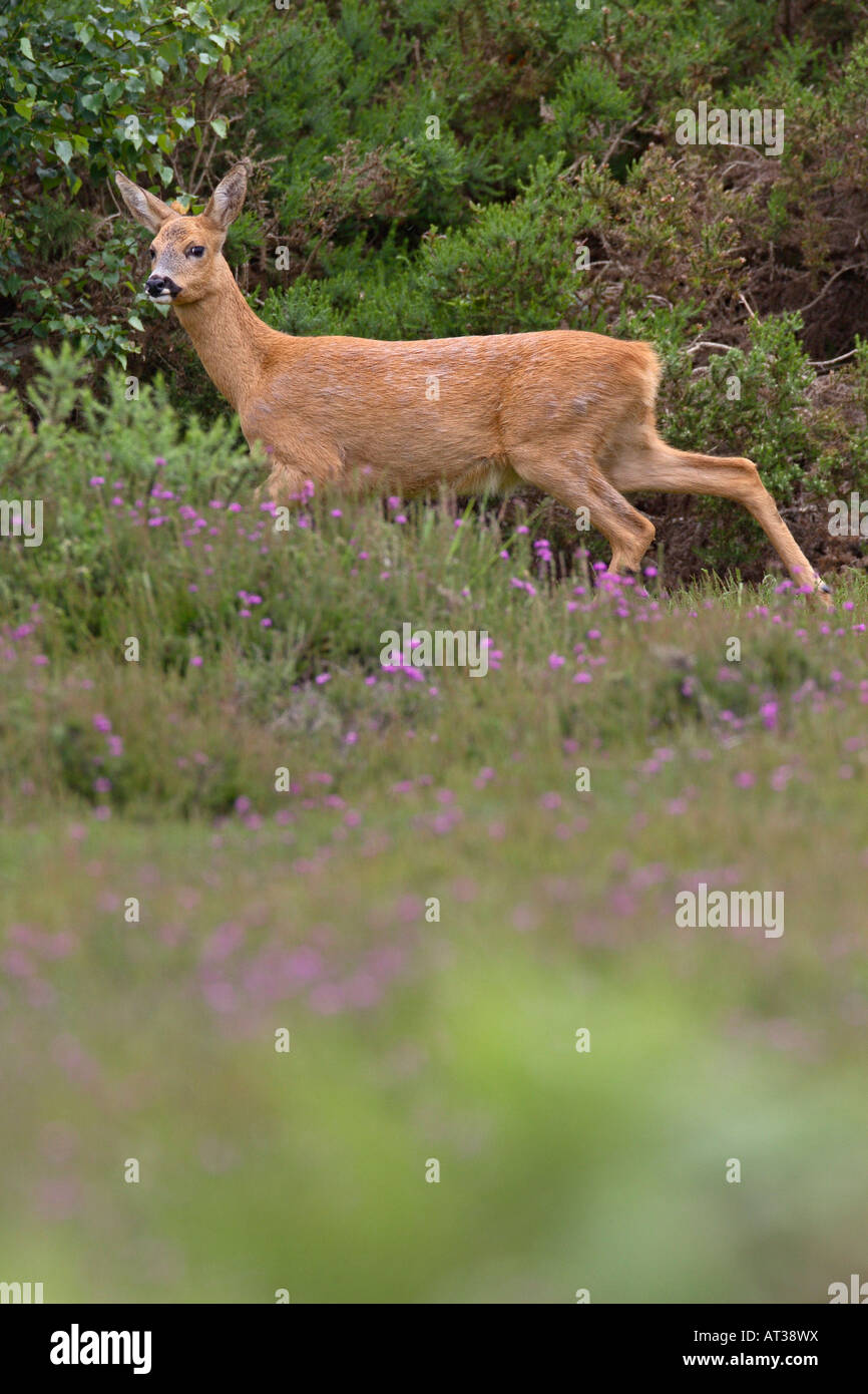 ROE DEER CAPREOLUS CAPREOLUS DOE STANDING IN HEATHER Stock Photo - Alamy