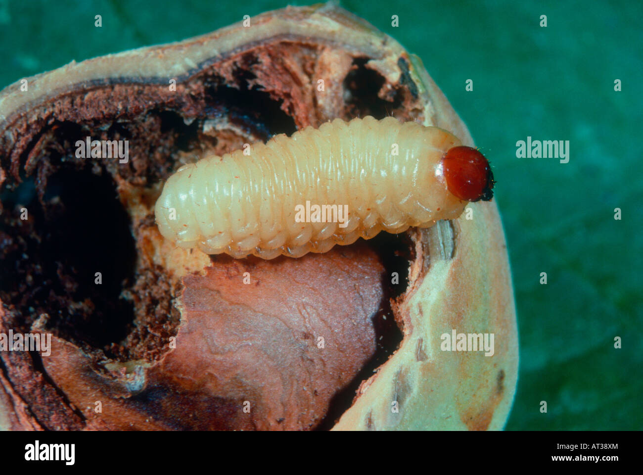 Long-snout Weevil, Curculio nucum. Grub outfall from opened hazel nut ...