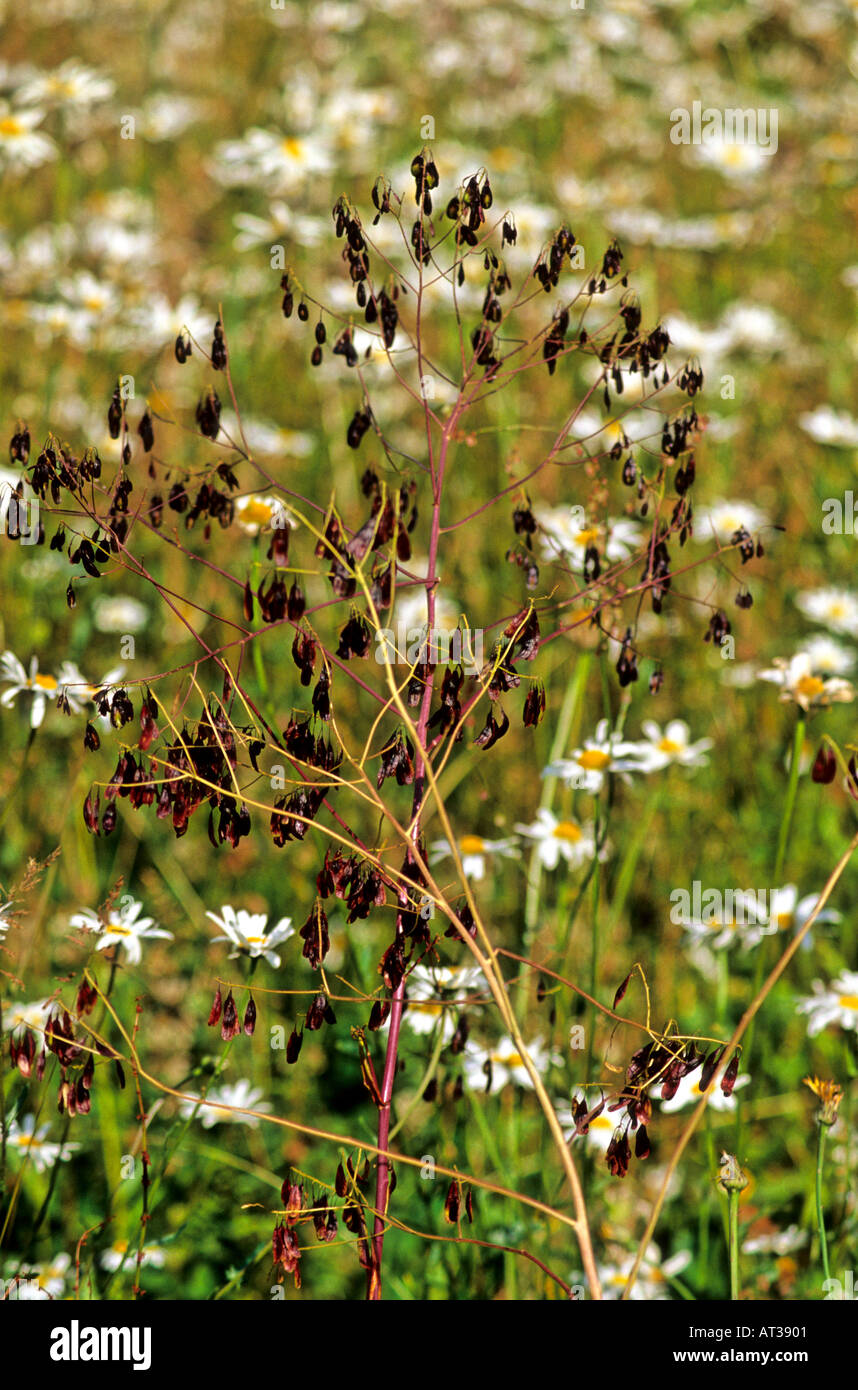 Woad paint hi-res stock photography and images - Alamy