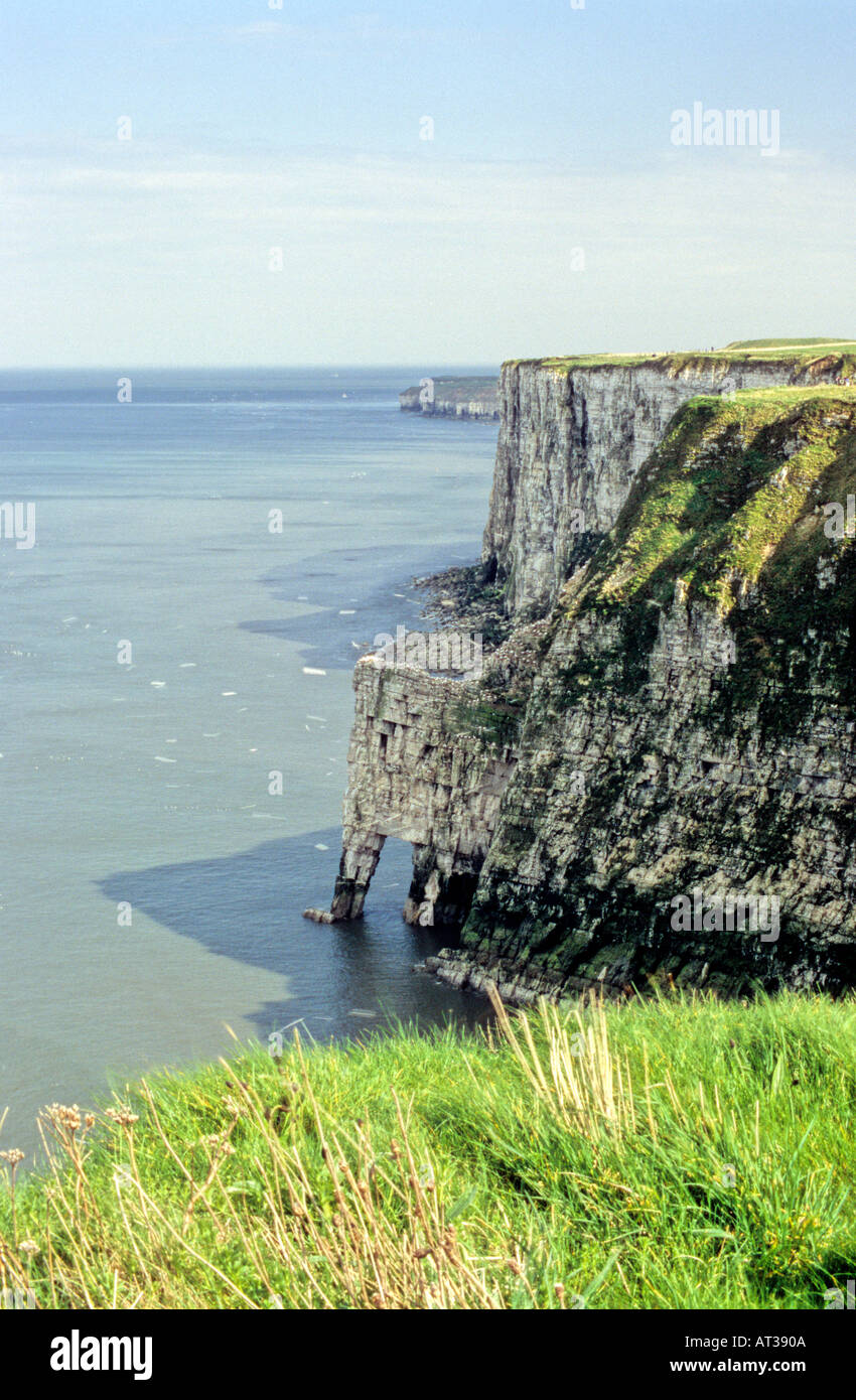 Bempton Cliffs Yorkshire UK Stock Photo - Alamy