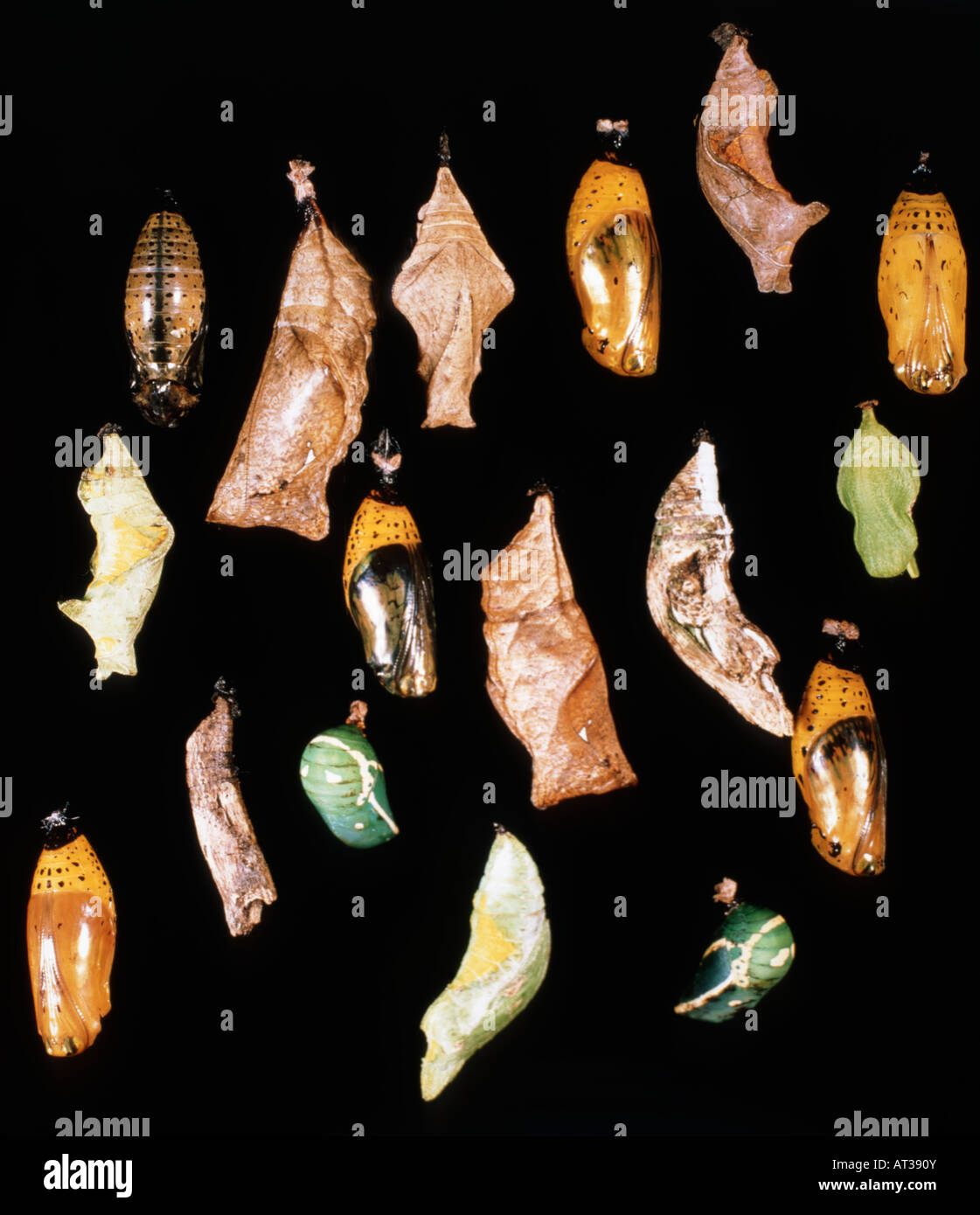 Butterflies Cocon Aestival seasons Alone Animal construction Animal ...