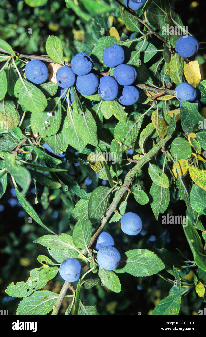 Blackthorn. SLOES. SLOE BERRIES. Prunus spinosa Stock Photo - Alamy