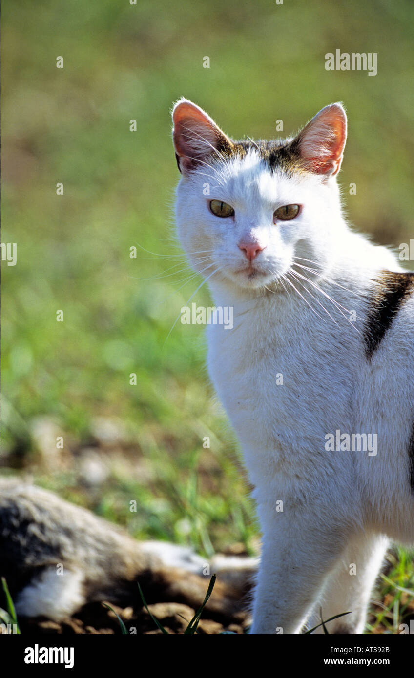 Domestic cat WITH RABBIT Stock Photo - Alamy