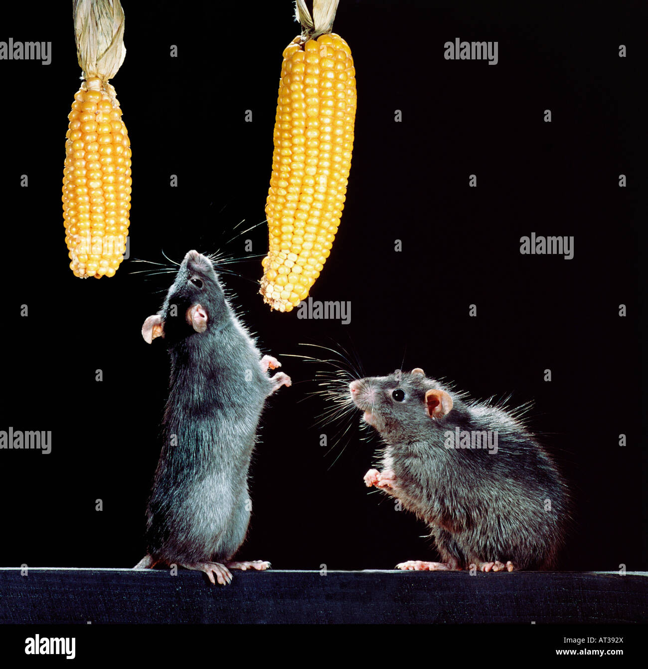 rat noir,Black Rat / (Rattus rattus),feeding with corn animals ...