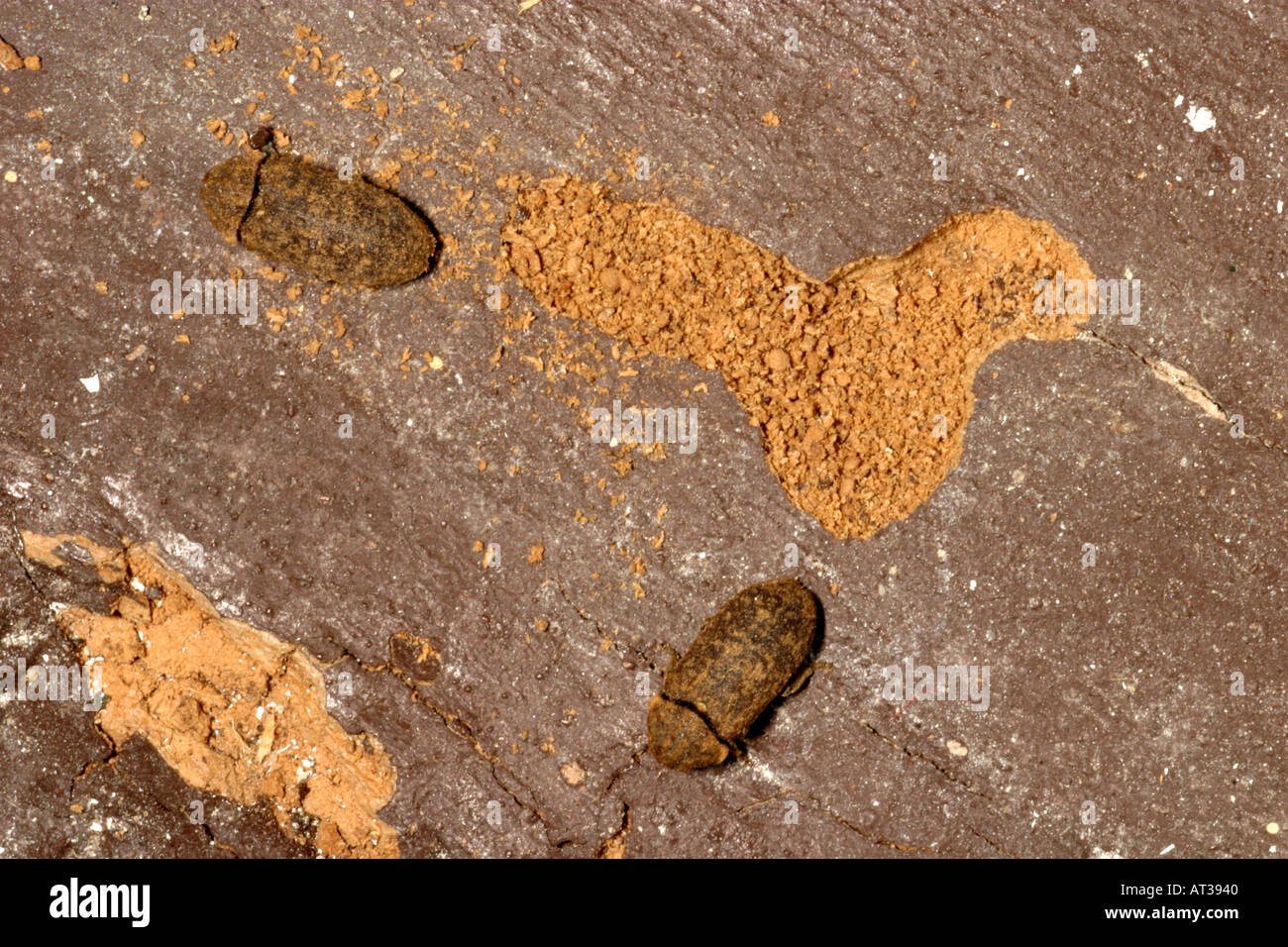 Death Watch Beetle Xestobium Rufovillosum Stock Photos & Death Watch ...