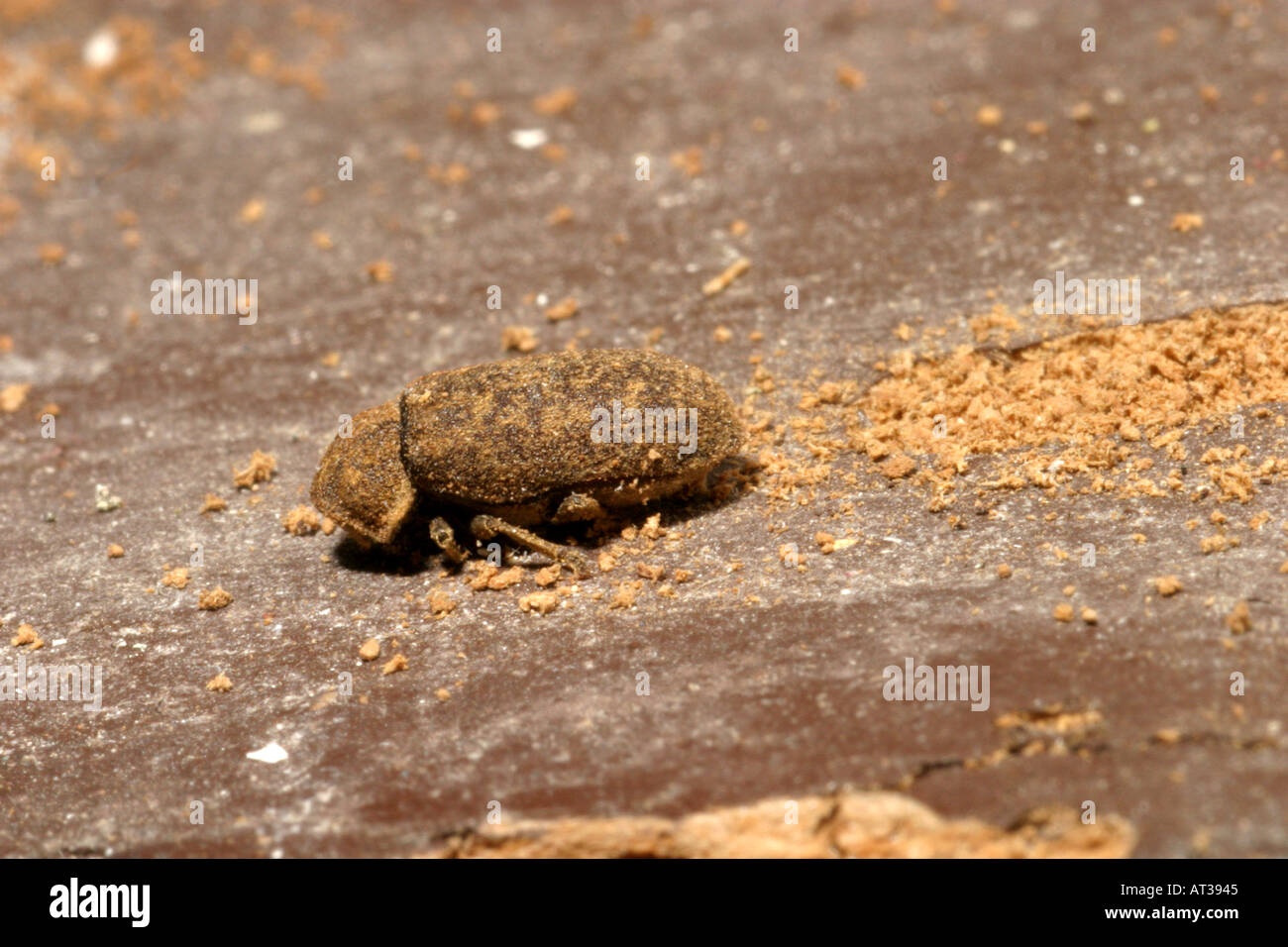 Death watch beetle xestobium rufovillosum hi-res stock photography and ...