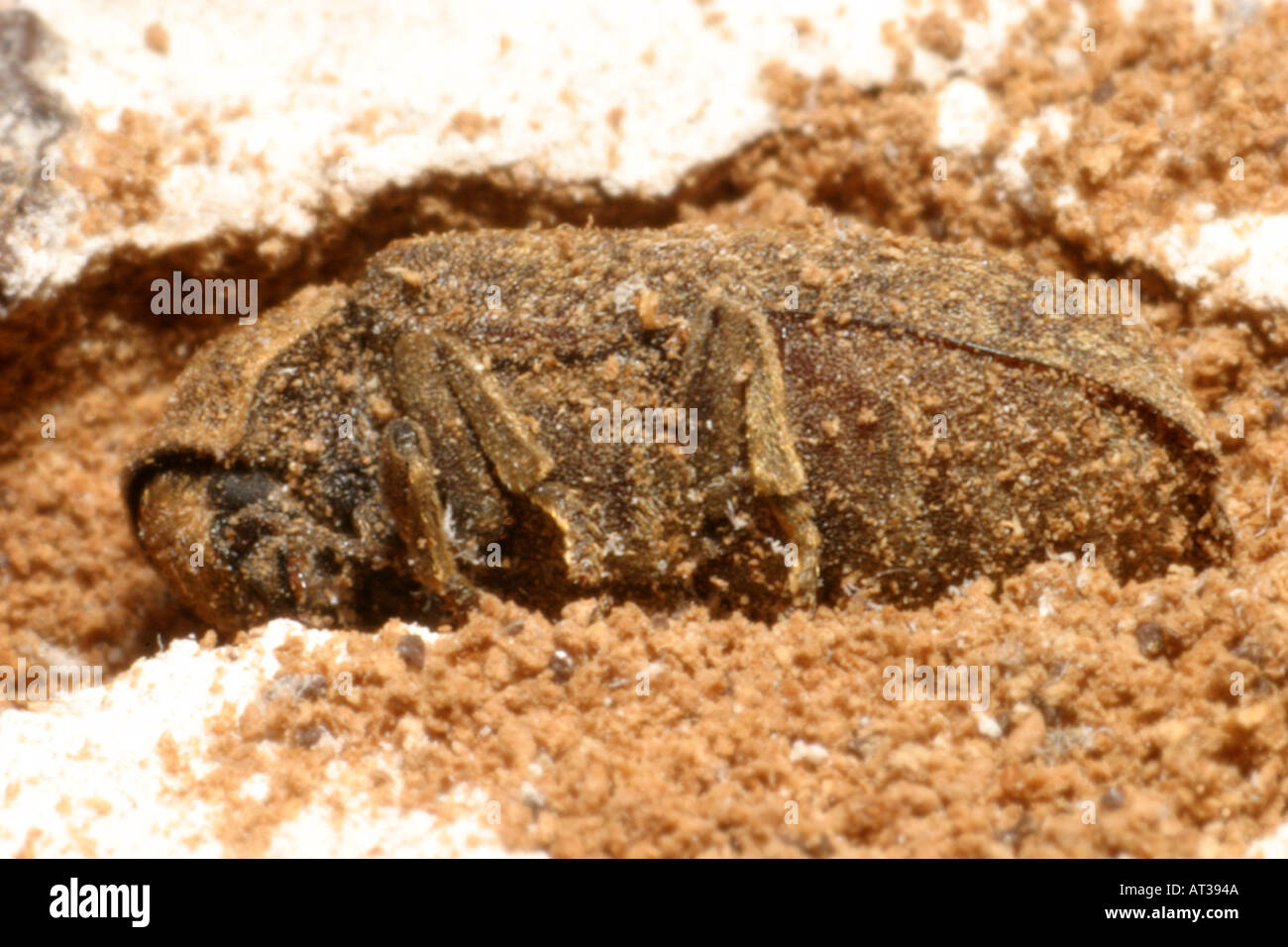 A Death Watch Beetle in its burrow Stock Photo - Alamy