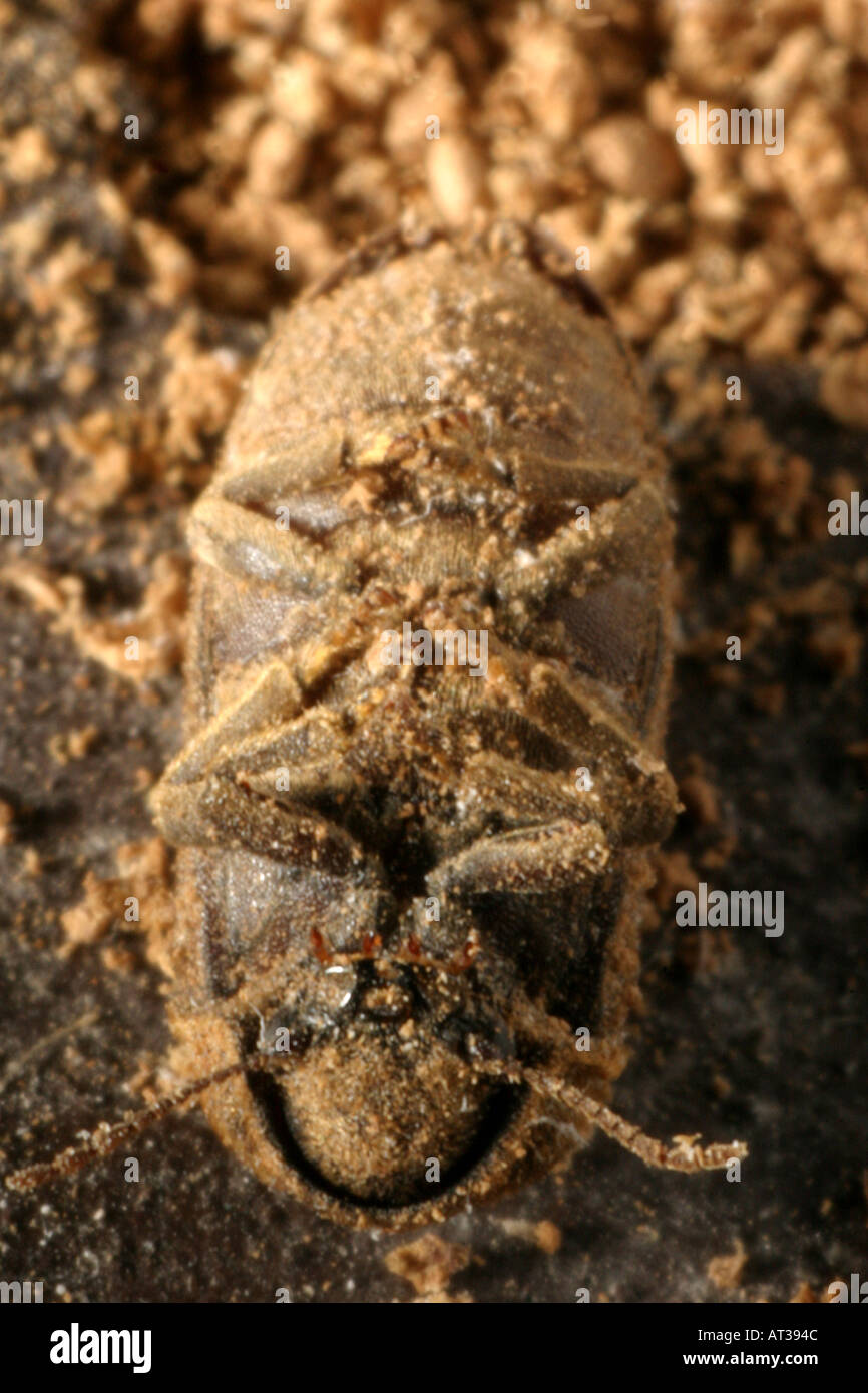A Death Watch Beetle turned on its back Stock Photo - Alamy