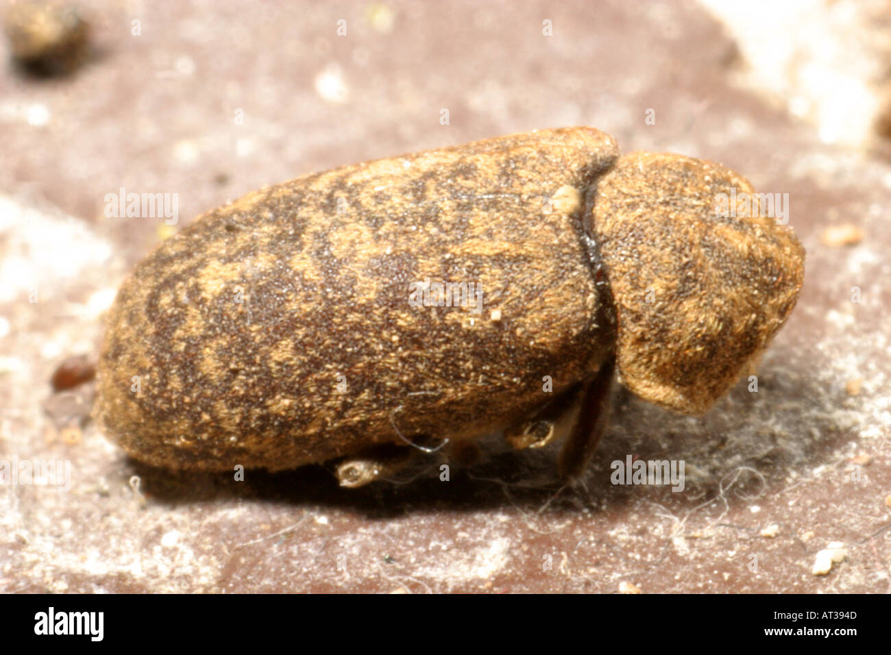 Death watch beetle hi-res stock photography and images - Alamy