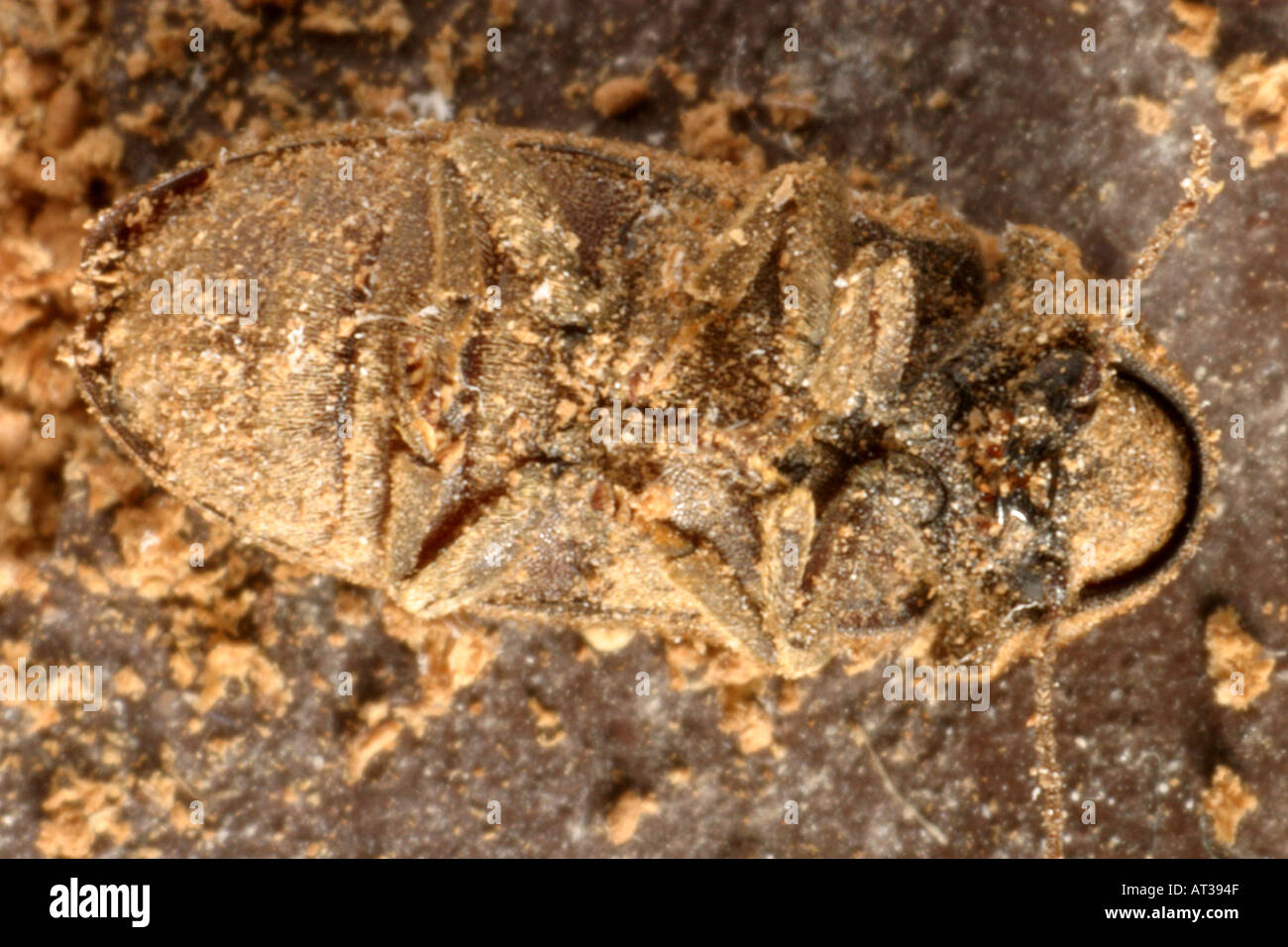 Anobium punctatum beetles timber hi-res stock photography and images ...