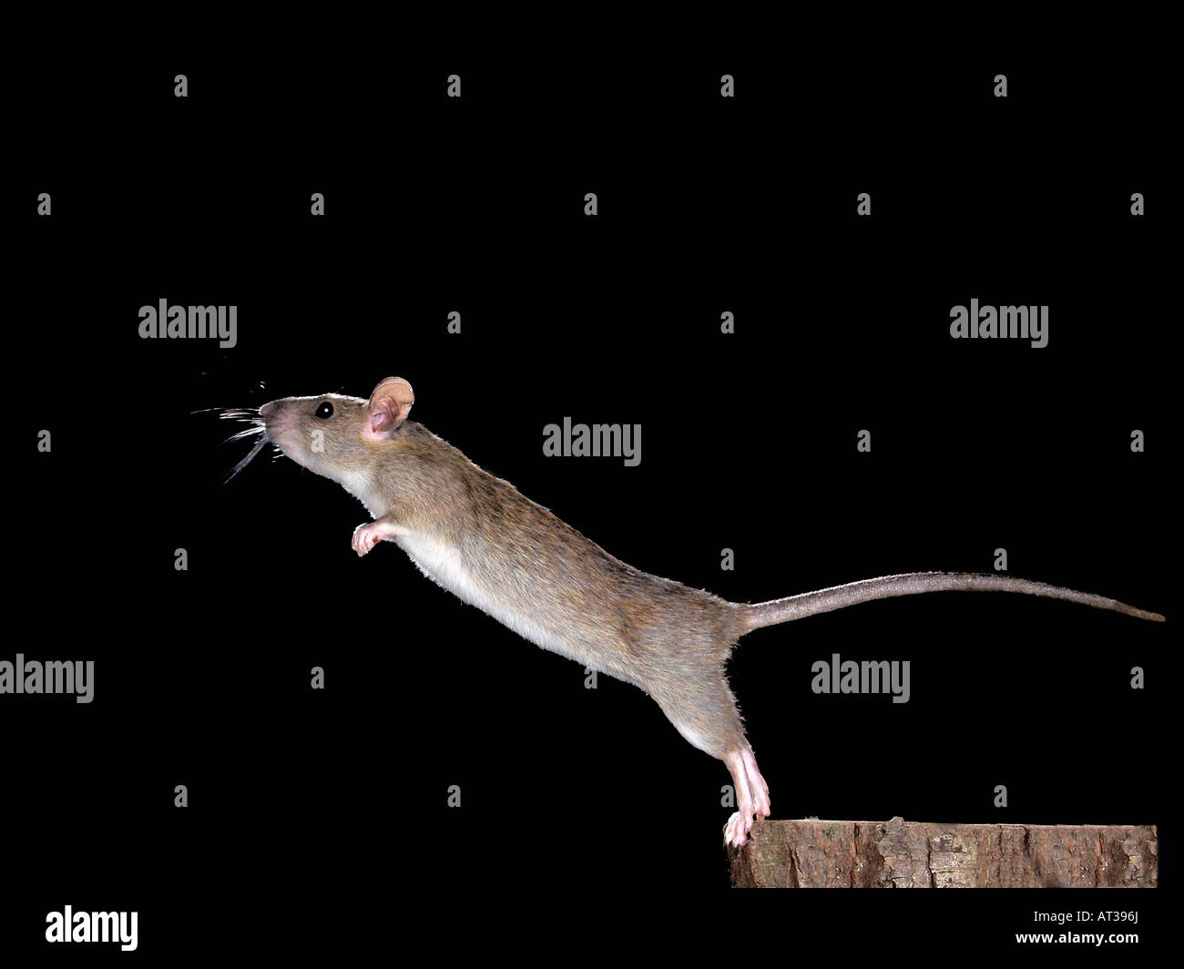 Wanderratten hi-res stock photography and images - Alamy