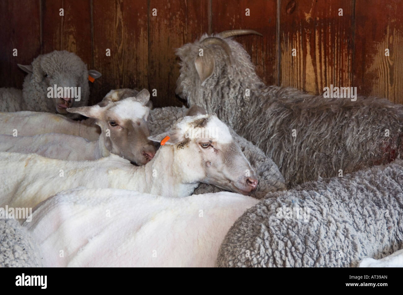 Domestic Sheep Sheep shearing sheared and unsheared sheep Hill Country ...