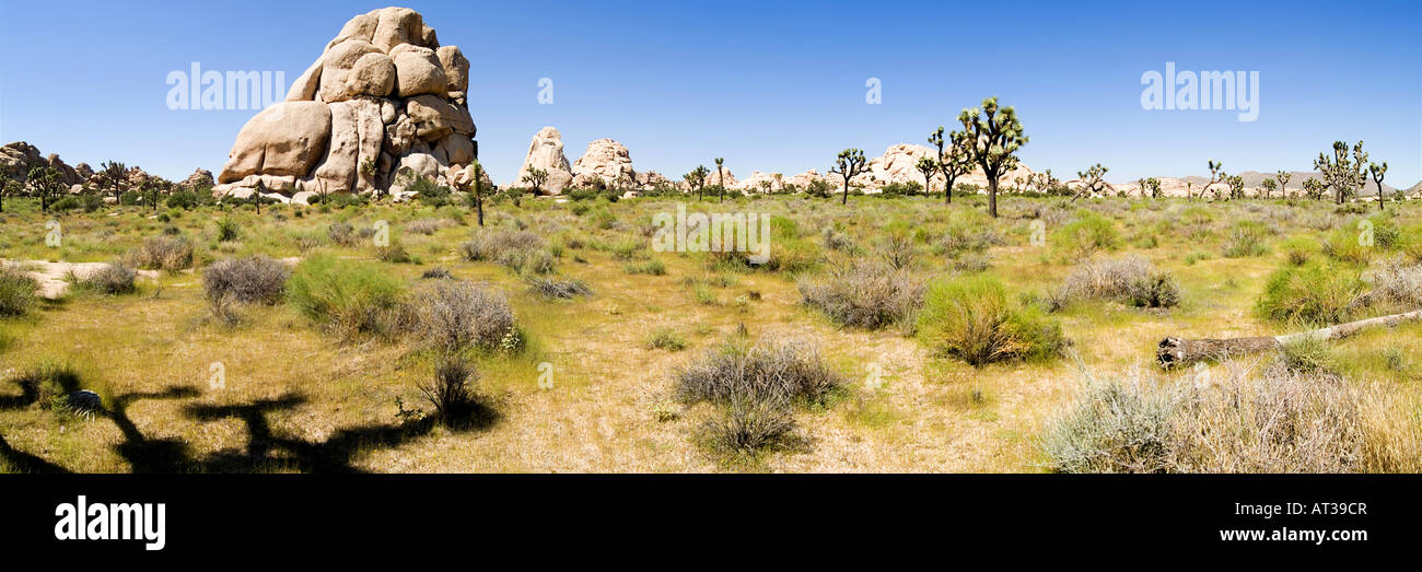 Panorama of Joshua Tree National Park in the United States Stock Photo ...