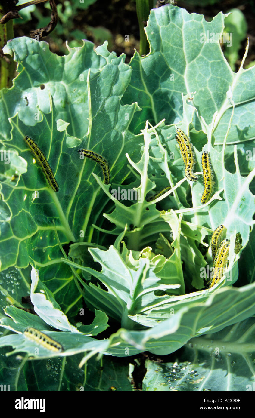 Cabbage White caterpillars (Pieris rapae) eating cabbages that now look ...